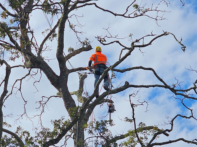 Professional Tree Trimming Service | Skyline Tree Experts